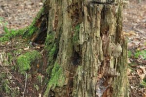 Why Tree Trunks Turn Black: Uncovering the Causes